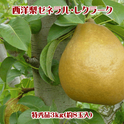 商品内容 【特秀品】ゼネラルレクラーク3kg（約8玉前後入） ■生産地：山形県東根市・河北町 ■外観（果皮）が黄色っぽく変わってきたら「食べごろ」です。それまでは常温で保存 &nbsp;&nbsp;&nbsp;し、食べごろになったら冷蔵庫の...