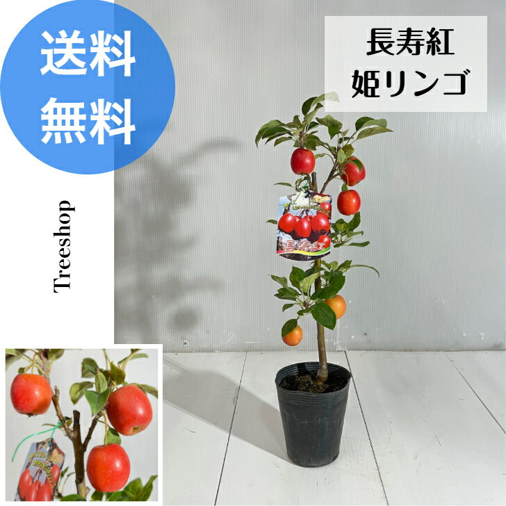 商品情報分類バラ科　リンゴ属使用花材長寿紅　姫リンゴサイズ12cmポット　高さ0.4m 幅0.2m注意点生きた植物ですので成長や季節により変化します。虫食いには注意し、薬剤散布など定期的に施しておりますが、多少の虫食い穴などある場合がござい...