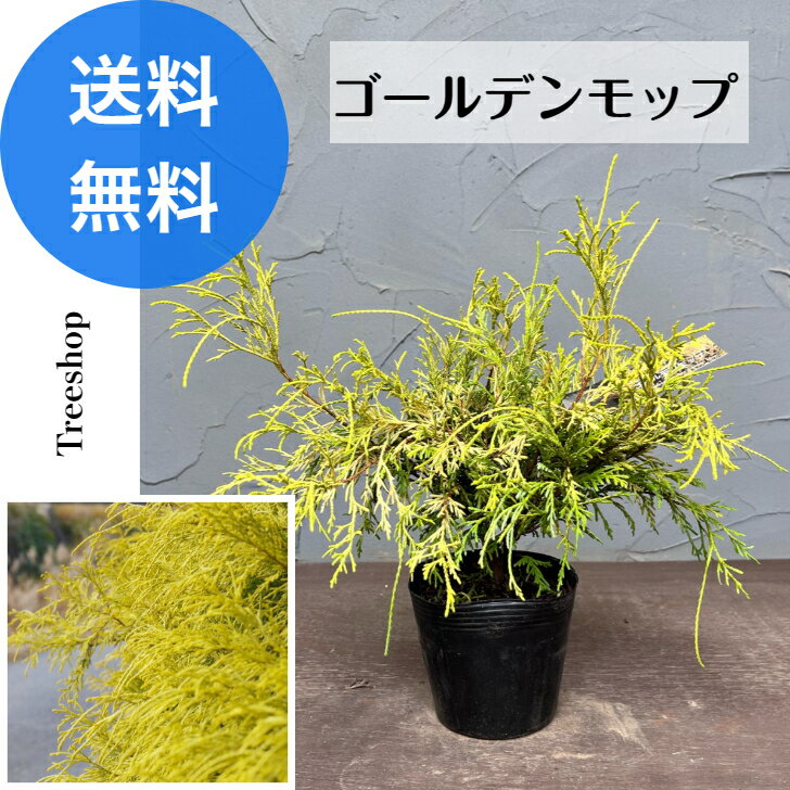 商品説明 分類 ヒノキ科　ヒノキ属　常緑低木 使用花材 ゴールデンモップ 2023.10.05撮影 サイズ 12cmポット　高さ0.25m　幅0.25m 注意点 生きた植物ですので成長や季節により変化します。 虫食いには注意し、薬剤散布など...