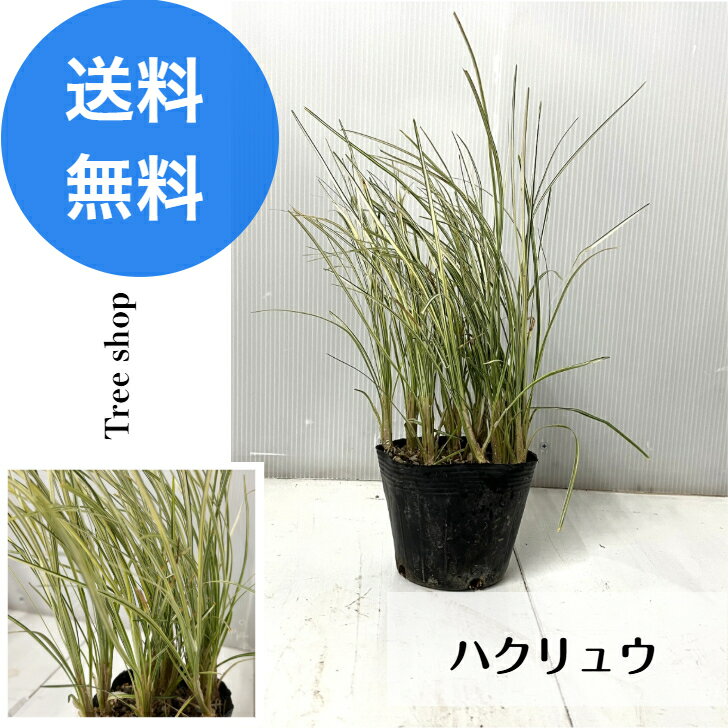 商品説明 分類 キジカクシ科ジャノヒゲ属 使用花材 ハクリュウ 白竜 2023.03.29撮影　 サイズ 高さ0.2m　幅0.1m　12cmポット 注意点 生きた植物ですので成長や季節により変化します。 虫食いには注意し、薬剤散布など定期的...