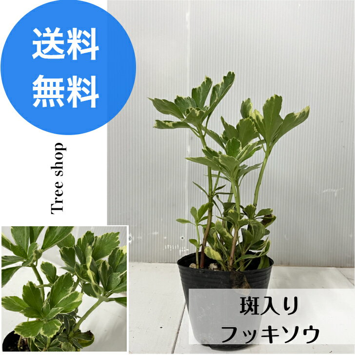 商品説明 分類 ツゲ科フッキソウ属 使用花材 斑入りフッキソウ 2026.05.27撮影　 サイズ 高さ0.2m　幅0.15m　9cmポット 注意点 生きた植物ですので成長や季節により変化します。 虫食いには注意し、薬剤散布など定期的に施し...