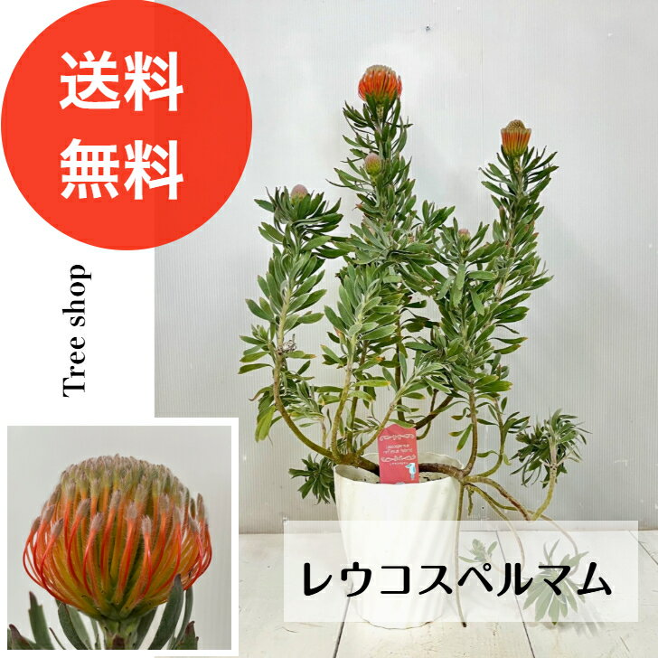 商品情報分類ヤマモガシ科　レウコスペルマム属使用花材レウコスペルマムサイズ・撮影日18cmプラ鉢　高さ0.7m(鉢込み) 幅0.4m 2026.3.17撮影注意点生きた植物ですので、成長や季節により変化します。虫食いには注意し、薬剤散布など...