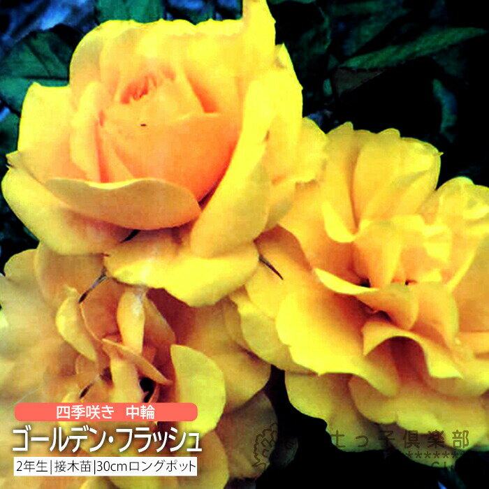 ｜商品情報 鮮やかな黄色で花色が褪色しにくい。花付も大変よく、香りもあります。 ｜商品詳細 お届け時の状態 ・ポットサイズ：12cm(4号)ロングポット ・お届け時高さ：接ぎ木部分から約30cm前後 生産地（育成地）：福岡県 開花時期：四季...