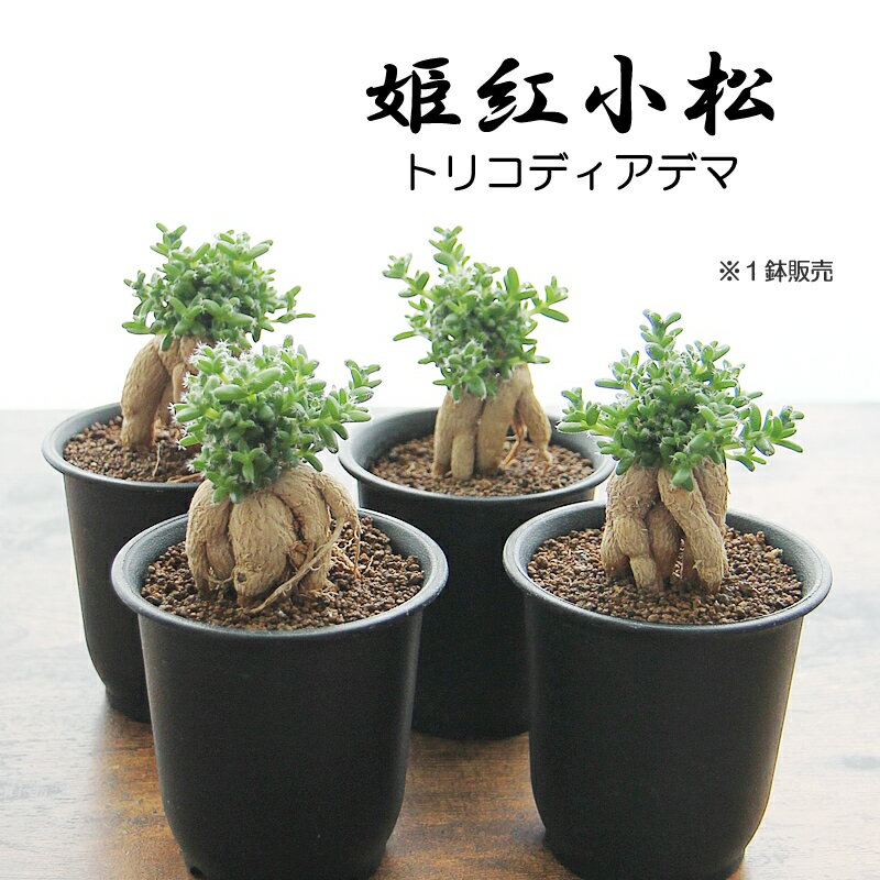 商品内容 姫紅小松は、南アフリカ原産のトリコディアデマ属の植物で、ユニークな樹形と可愛らしい花が魅力です。 最大の特徴は、ぷっくりとした根が露出する塊根性（コーデックス）と、地上に持ち上がるような根上がりの姿。 また、枝葉のバランスを整える...