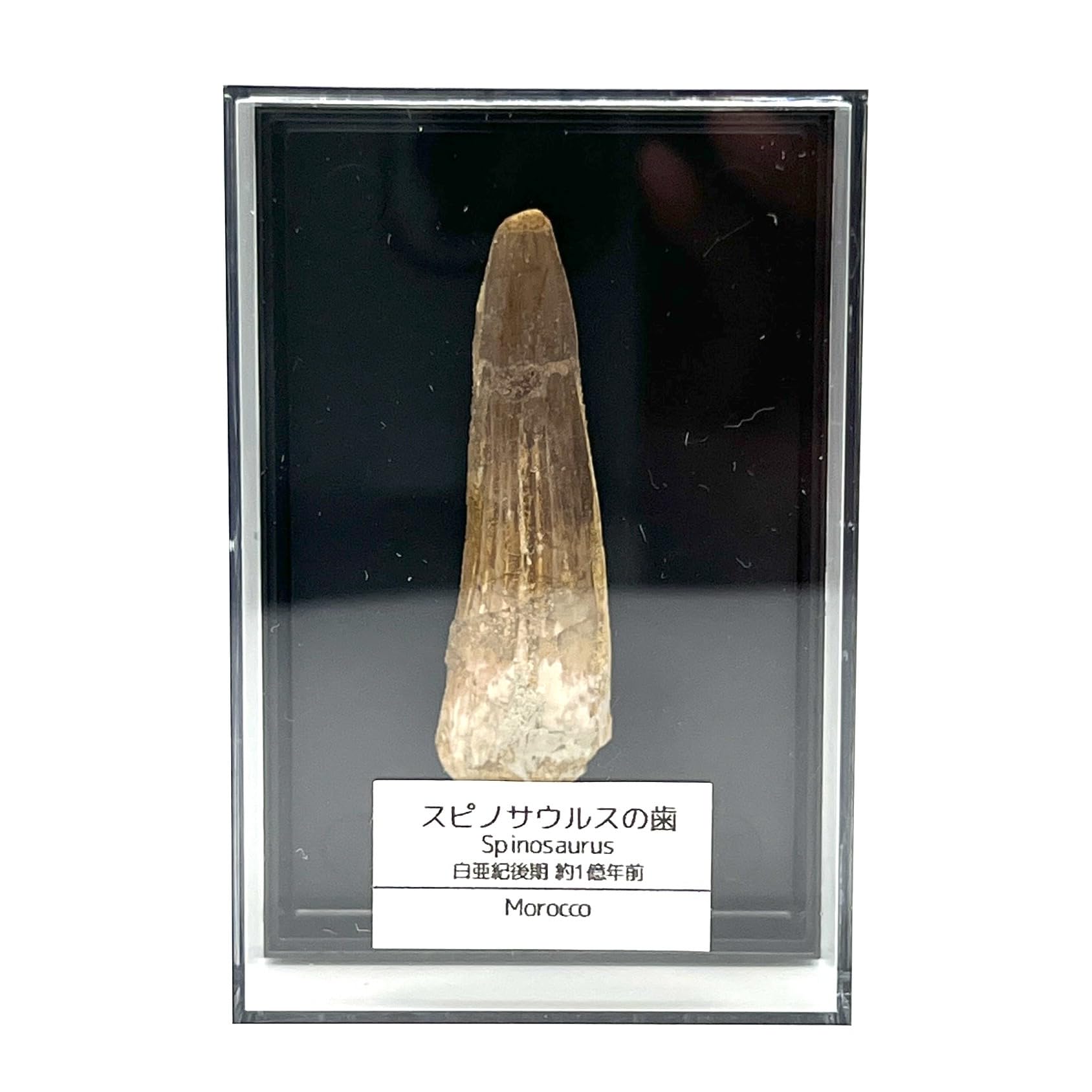 最短でのお届けをご希望の場合は配送日指定なしでご注文ください。悠久の時を超えてきた「本物」だけが持つ迫力とロマンを、手のひらに。◆ スピノサウルスの歯の本物の化石です◆ スピノサウルスは白亜紀の海に棲息した大型恐竜です◆ 画像のお届け例のよ...