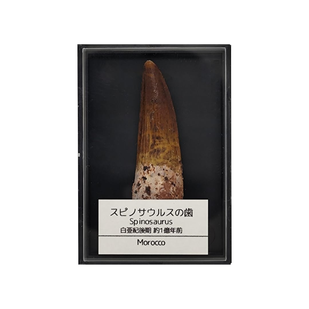 最短でのお届けをご希望の場合は配送日指定なしでご注文ください。悠久の時を超えてきた「本物」だけが持つ迫力とロマンを、手のひらに。◆ スピノサウルスの歯の本物の化石です◆ スピノサウルスは白亜紀の海に棲息した大型恐竜です◆ 画像のお届け例のよ...