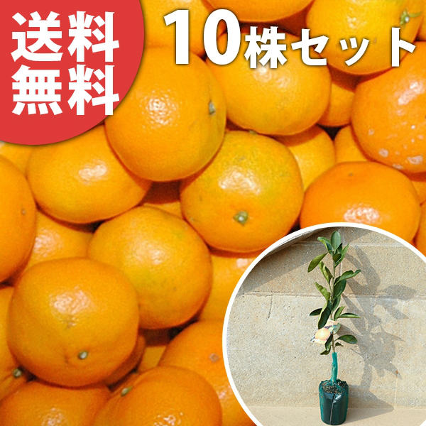 【送料について】送料無料※北海道・沖縄へのお届けはできません。※離島など一部地域は配送ができない場合がございます。【お届けについて】ゆうパックまたはヤマト運輸での発送となります。ご注文を頂きましてから、2〜3営業日での発送となります。休業日...