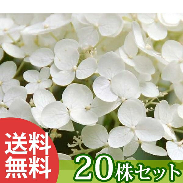 【送料について】送料無料※北海道・沖縄へのお届けはできません。※離島など一部地域は配送ができない場合がございます。【お届けについて】ゆうパックまたはヤマト運輸での発送となります。ご注文を頂きましてから、2〜3営業日での発送となります。休業日...
