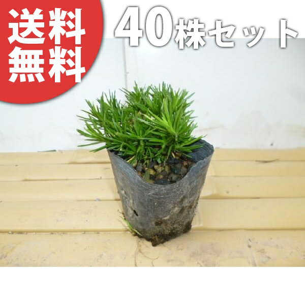 【送料について】送料無料※北海道・沖縄へのお届けはできません。※離島など一部地域は配送ができない場合がございます。【お届けについて】ゆうパックまたはヤマト運輸での発送となります。ご注文を頂きましてから、2〜3営業日での発送となります。休業日...