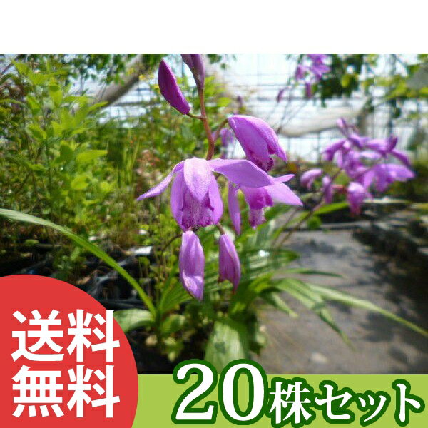 【送料について】送料無料※北海道・沖縄へのお届けはできません。※離島など一部地域は配送ができない場合がございます。【お届けについて】ゆうパックまたはヤマト運輸での発送となります。ご注文を頂きましてから、2〜3営業日での発送となります。休業日...