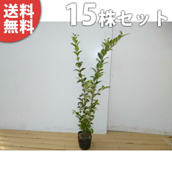 【送料について】送料無料※北海道・沖縄へのお届けはできません。※離島など一部地域は配送ができない場合がございます。【お届けについて】ゆうパックまたはヤマト運輸での発送となります。ご注文を頂きましてから、2〜3営業日での発送となります。休業日...