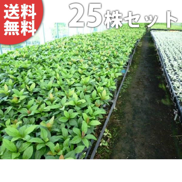 【送料について】送料無料※北海道・沖縄へのお届けはできません。※離島など一部地域は配送ができない場合がございます。【お届けについて】ゆうパックまたはヤマト運輸での発送となります。ご注文を頂きましてから、2〜3営業日での発送となります。休業日...