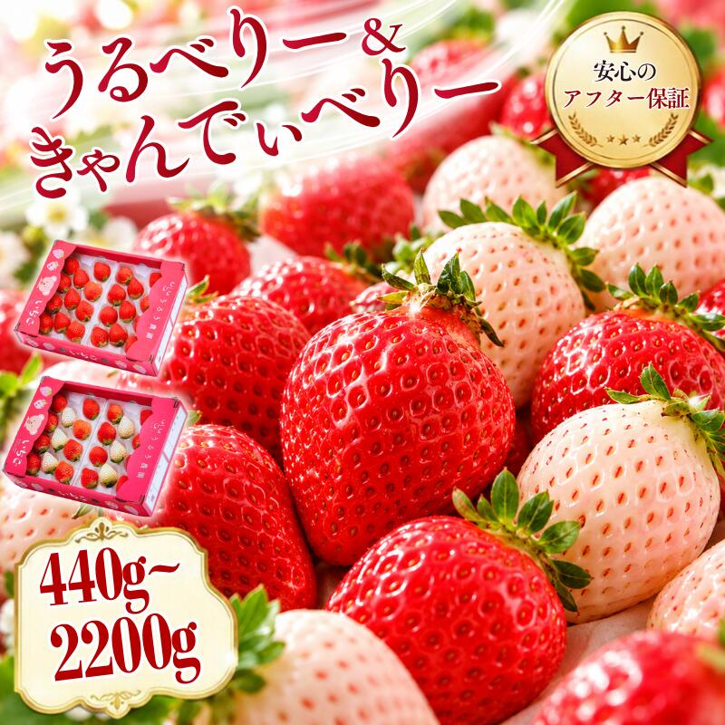 商品情報名称うるべりー きゃんでぃーべりー220g 440g～2200g産地名国内産内容量220g 440g～2200g保存方法冷蔵庫で保存商品説明うるべりー きゃんでぃーべりー　うるう農園オリジナル品種備考天候・気象状況（寒波など）・生育...