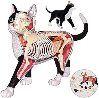 【中古】4D 動物黒猫白猫とオレンジ解剖学組立モデルおもちゃ装飾教育【メーカー名】【メーカー型番】【ブランド名】ノーブランド品 生物・動物・人体 【商品説明】4D 動物黒猫白猫とオレンジ解剖学組立モデルおもちゃ装飾教育半透明のデザインで、内...