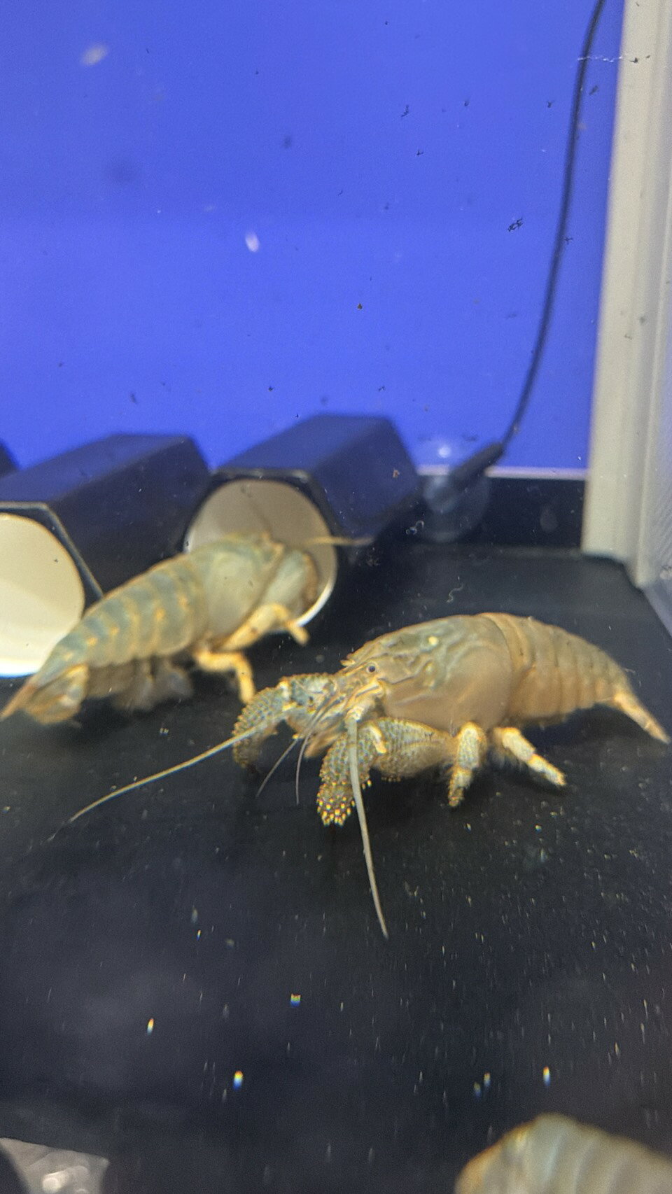 ―― エビの常識を覆すサイズ感。―― 迫力抜群の大型淡水エビ アフリカンロックシュリンプ（約10cm±） が入荷しました。 一般的な観賞用シュリンプとは一線を画す、 太く力強いハサミ脚と圧倒的な存在感。 岩や流木にしっかりとしがみつく姿は、...