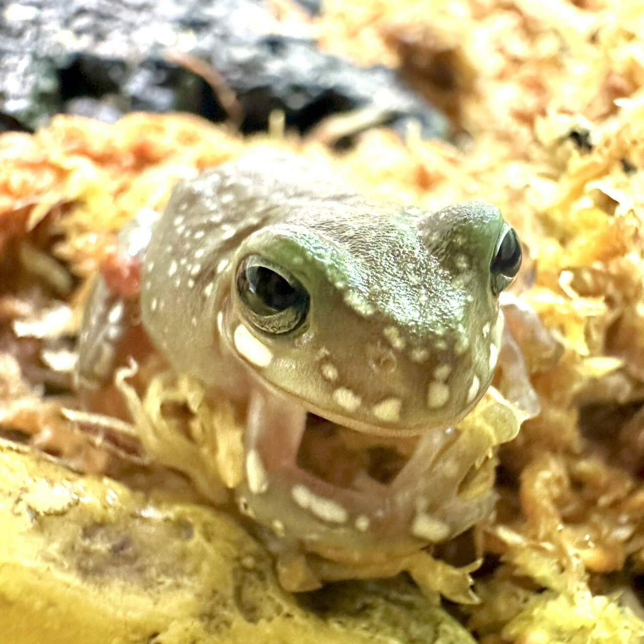 ―― 雪のような白い模様。特別なイエアメ。―― 人気のツリーフロッグ、イエアメガエル の中でも、 スノーフレーク（白斑）表現 の個体が入荷しました。 身体に散りばめられた白い斑点が、 まるで 雪が降り積もったように見える、レアで美しい個体で...