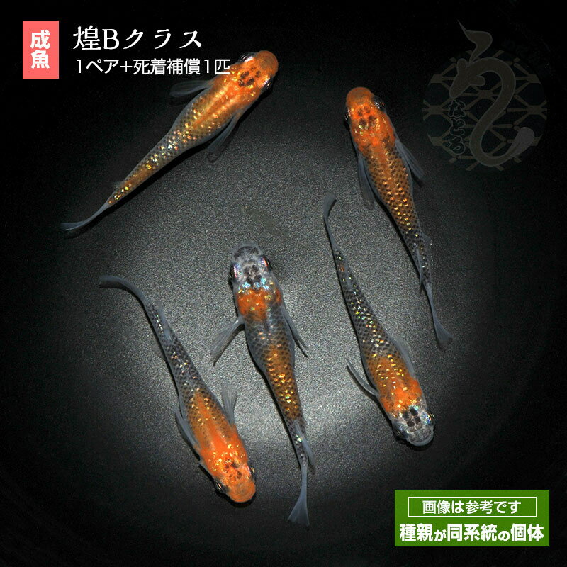 商品情報【名　称】メダカ「煌（体外光無）」【体　型】普通種【サイズ】2〜3cmメダカ めだか 煌 1ペア ペット 観賞魚 生体 品種改良メダカ アクアリウム 成魚 ラメ 体外光 柿色　 メダカ「煌（体外光無）」成魚 1ペア 【名　称】メダカ...