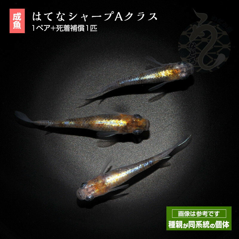 商品情報【名　称】メダカ「はてなシャープ（Aクラス）」【体　型】普通種【サイズ】1.5〜3cmメダカ めだか はてなシャープ（Aクラス） 1ペア ペット 観賞魚 生体 品種改良メダカ アクアリウム 成魚 体外光 斑 黄 メダカ「はてなシャー...