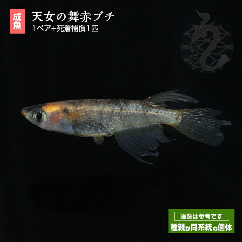 商品情報【名　称】メダカ「天女の舞（赤ブチ）」【体　型】普通種【サイズ】1.5〜3cmメダカ めだか 天女の舞 赤ブチ 1ペア ペット 観賞魚 生体 品種改良メダカ アクアリウム 成魚 斑 きれい 赤 メダカ「天女の舞（赤ブチ）」成魚 1ペ...