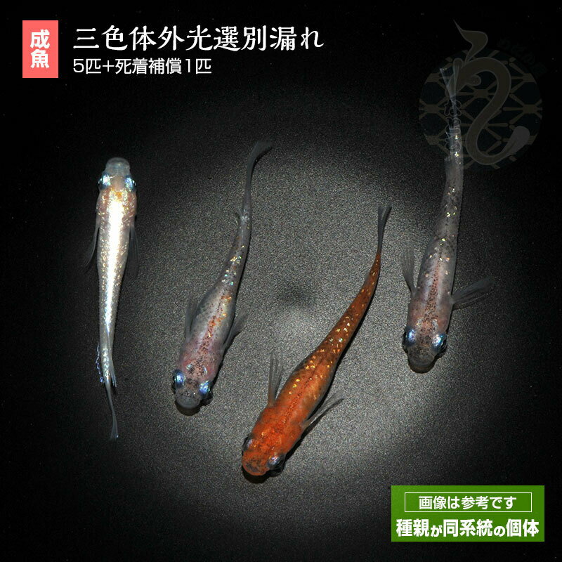 商品情報名　称メダカ「三色体外光選別漏れ」数　量5匹＋α体　型普通種サイズ1.5〜3cmメダカ めだか 三色体外光 選別漏れ 1ペア ペット 観賞魚 生体 品種改良メダカ アクアリウム 成魚 ラメ メダカ「三色体外光選別漏れ」成魚5匹 【名...