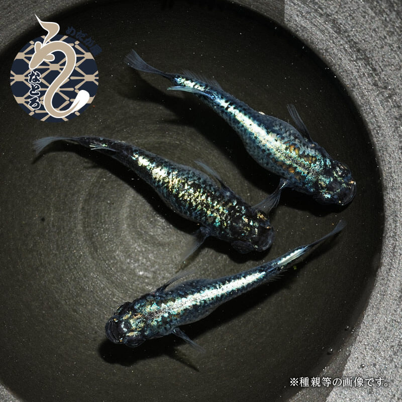 商品情報【名　称】メダカ「墨武」【体　型】普通種【サイズ】1.5〜3cmメダカ めだか 墨武 3ペア ペット 観賞魚 生体 品種改良メダカ アクアリウム 成魚 黒 メダカ「墨武」成魚 3ペア 【名　称】メダカ「墨武」【サイズ】1.5〜3cm...