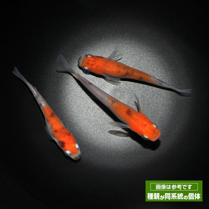 商品情報【名　称】メダカ「雲州三色」【体　型】普通種【サイズ】1.5〜3cmメダカ めだか 雲州三色 3ペア ペット 観賞魚 生体 品種改良メダカ アクアリウム 成魚 三色 メダカ「雲州三色」成魚 3ペア 【名　称】メダカ「雲州三色」【サイ...