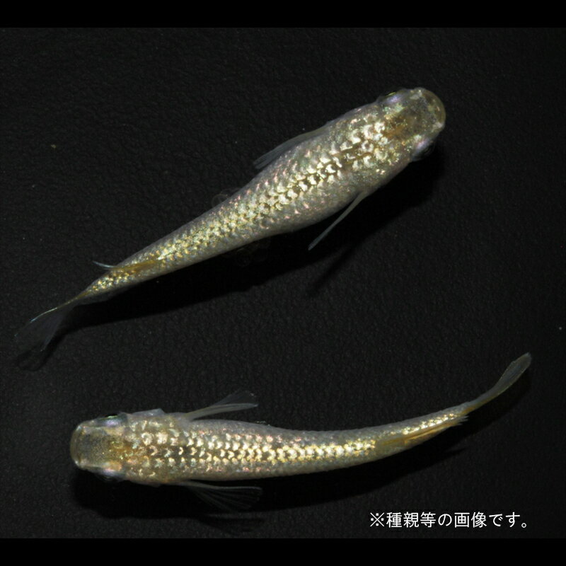 商品情報【名　称】メダカ「すずらん」【体　型】普通種【サイズ】2～3,5cmメダカ めだか すずらん1ペア ペット 観賞魚 生体 品種改良メダカ アクアリウム 成魚 メダカ「すずらん」成魚 1ペア 【名　称】メダカ「すずらん」【サイズ】2～...