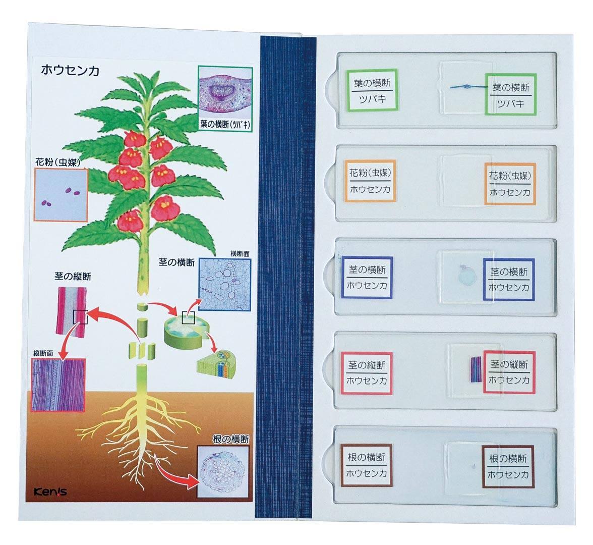 ●中学校「植物のつくりとはたらき」で教科書に出てくる部位のプレパラートをセットしたもので、植物の分類を学習できます。 ●構造を比較する双子葉の各部位と、教科書に頻出するツバキの葉断面をセットしています。 ●保管ケースには各プレパラートに対応...