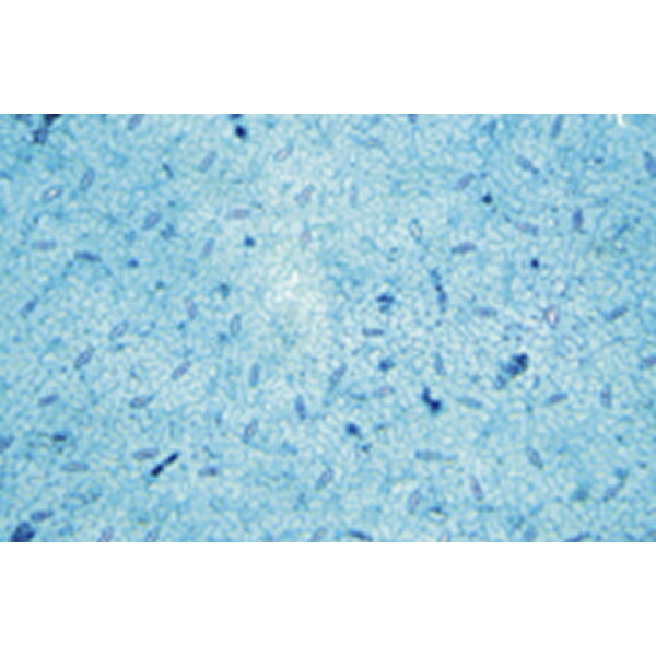 ●生徒実習用に同じ種類を10枚ずつセットにしたプレパラートセットです。 ●ケース入。 ※写真はあくまでイメージで実物とは異なる場合がございます。 ＜仕様＞ コード：ケニス　1-157-530 品名：ウニの発生 胞胚期混在 入数：10枚