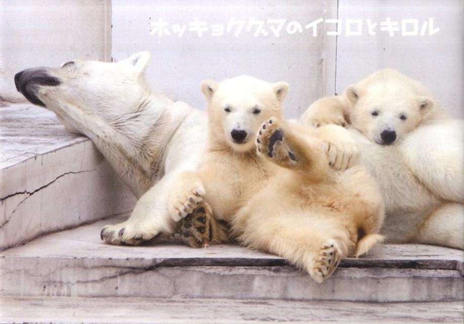 ◆◆◆全体的に使用感があります。カバーに傷み、汚れがあります。中古ですので多少の使用感がありますが、品質には十分に注意して販売しております。迅速・丁寧な発送を心がけております。【毎日発送】 商品状態 著者名 さとうあきら（写真家） 出版社名...