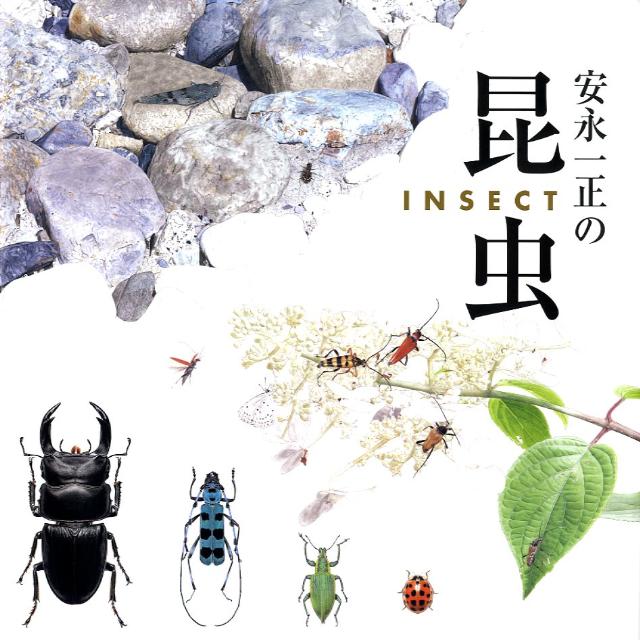 ◆◆◆おおむね良好な状態です。中古商品のため使用感等ある場合がございますが、品質には十分注意して発送いたします。 【毎日発送】 商品状態 著者名 安永一正 出版社名 フレ−ベル館 発売日 2008年02月 ISBN 9784577033951