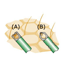 商品説明 ●オールプラスチック製のマダニ除去器具。●両端の形状が異なっており、ダニの大きさによって使い分けができます。●ドイツ製。 商品スペック ●製品サイズ：φ15×109mm ●材質：プラスチックカタログコード:23-3879-00マツ...