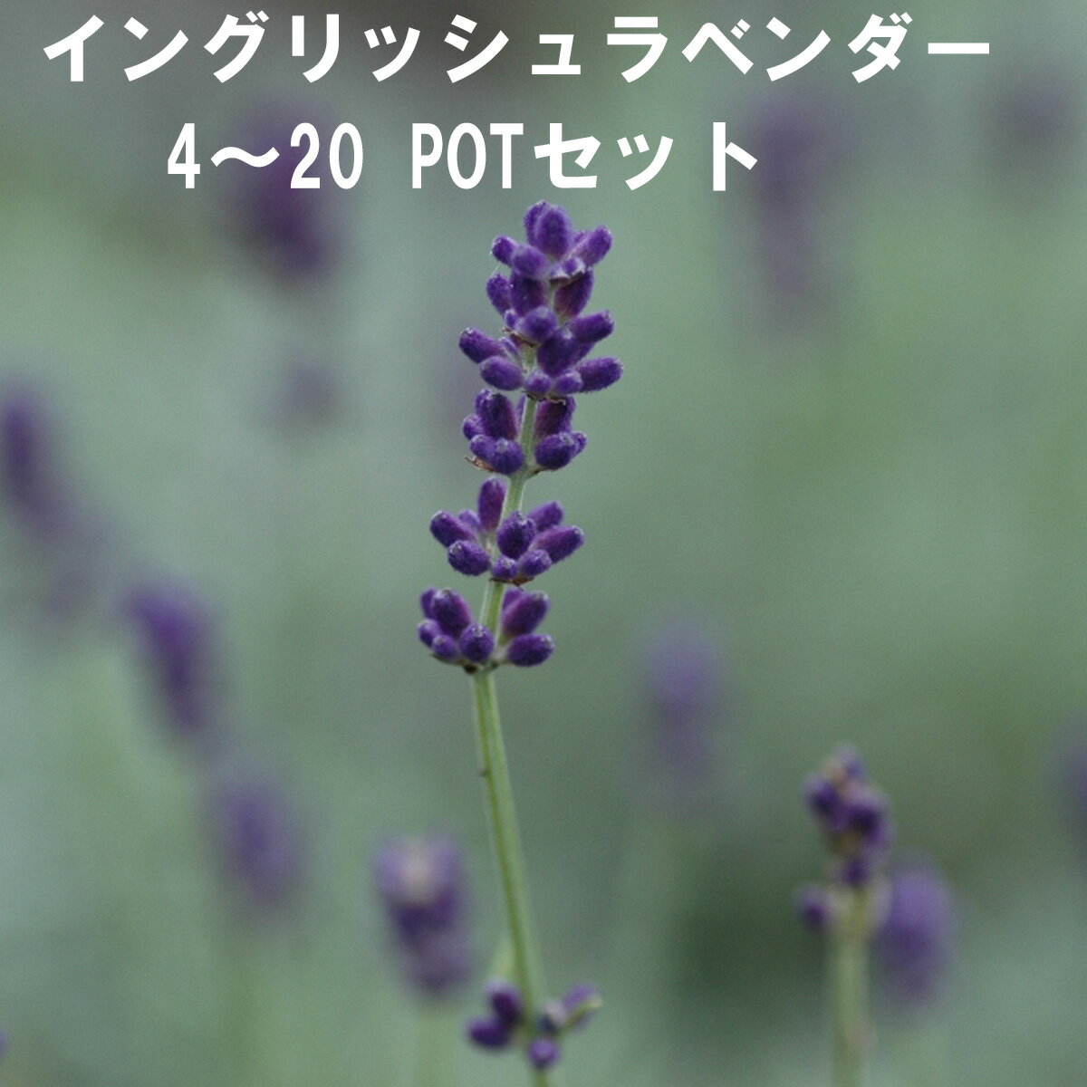 楽天市場】イングリッシュラベンダー 苗(花・観葉植物|花 楽天市場】イングリッシュラベンダー 苗(花・観葉植物|花