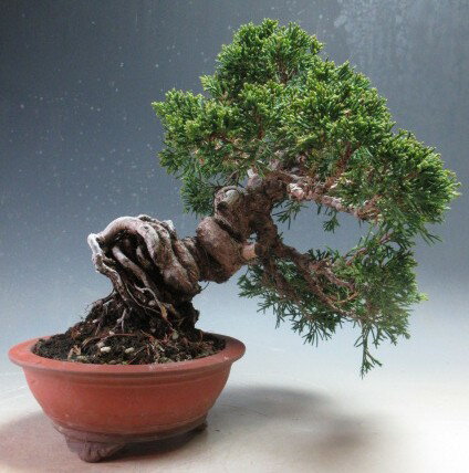 【写真撮影】　2025/12/4 ＊お届けする時期により商品の状態は変わります。 あらかじめご了承下さい。 ●サイズ 【写真撮影時】 　約 H22cm×W21cm×D22cm ＊鉢の大きさ（H5.5cm）はこのサイズには含まれません。 ●幹...