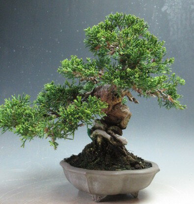 【写真撮影】　2025/12/5 ＊お届けする時期により商品の状態は変わります。 あらかじめご了承下さい。 ●サイズ 【写真撮影時】 　約H21cm×W28cm×D22cm ＊鉢のサイズ（H4.5cm）はこのサイズには含まれません。 ●幹の...