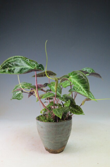 【写真撮影】2025/05/17 現在、新芽が出てきました。（4/6現在） ＊お届けする時期により商品の状態は異なります。 あらかじめご了承下さい。 ●商品に含まれる物 　ニオイハンゲ 　鉢（陶器）日本製 ●サイズ 【開花時】 約H14cm...