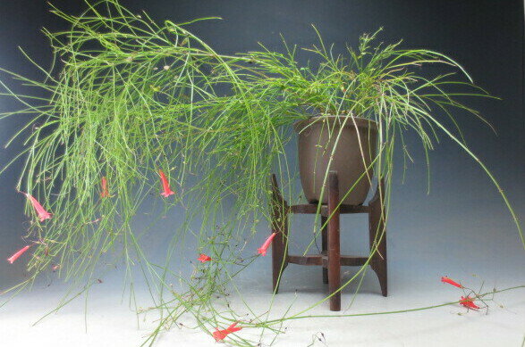 【写真撮影】2024/09/01 現在、花芽が出ております。（5/14現在） あらかじめご了承下さい。 ●商品に含まれる物 　ハナチョウジ（ラッセリア） 　 　鉢（陶器　日本製）　 ＊花台は商品にふくまれません。 ●サイズ 【写真撮影時】 ...