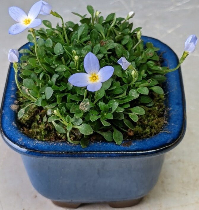 【写真撮影】2023/1/27 現在、花芽が付いております。（11/7現在） 満開になるのは春先ですが秋頃よりポツポツ咲き始めます。 ＊お届けする時期により商品の状態は異なります。 あらかじめご了承下さい。 ●商品に含まれる物 　ヒナ草（紫...