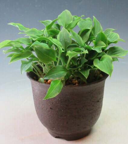 現在、葉が茂っております。(6/8現在） ＊お届けする時期により商品の状態は異なります。 あらかじめご了承下さい。 ●商品に含まれる物 ギボウシ（品種不明） 鉢（日本製） ●サイズ 【開花前】 　約H9cm×W18cm×D17cm ＊鉢の深...