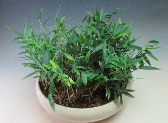 【写真撮影】2023/8/24 現在、新芽が出てきました。（4/22現在） 春には新芽が出てき色も戻ってきます。 ●サイズ 【写真撮影時】 　約H14cm×W25cm×D25cm ＊鉢の大きさ（H7cm）はこのサイズには含みません。 ＊鉢　...