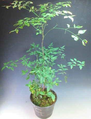 【写真撮影】2023/8/31 ●商品に含まれる物 　南天、星斑ツワブキ 　鉢（素焼き　日本製） ●サイズ 【写真撮影時】 　約H77cm×W50cm×D52cm　 ＊鉢の大きさ（H8cm）はこのサイズには含みません。 ＊育て方を書いた用紙...