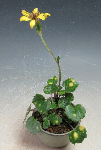 【写真撮影】2022/12/12 現在、葉が茂っております。花芽はまだついておりません。（9/30現在） ＊お届けする時期により商品の状態はかわります。 あらかじめご了承下さい。 ●商品に含まれる物 　星斑ツワブキ 　鉢（陶器　日本製） ＊...