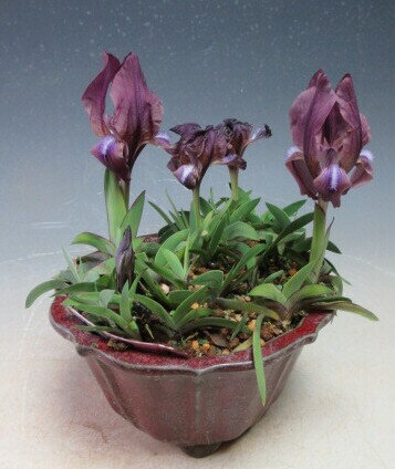 【写真撮影】2025/4/5 現在、花芽が確認出来ております。（12/25現在） ＊この商品はお届けする時期により植物の状態が変わります。 あらかじめご了承下さい。 ●商品に含まれる物 　鶏尾アヤメ ●サイズ 【写真撮影時】 　約H10cm...