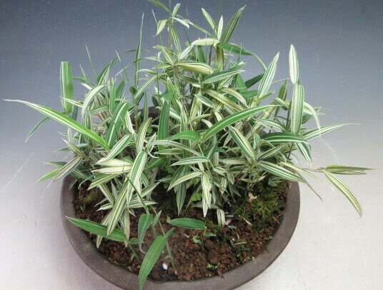 【写真撮影】2024/4/20 現在、葉が茂っております。(10/25現在） ●商品に含まれる物 　チゴ笹 　鉢（日本製） ●サイズ 【写真撮影時】 　約H15cm×W22cm×D20cm ＊鉢の大きさ（H7.5cm）はこのサイズには含みま...