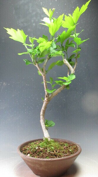 【写真撮影】2024/5/6 現在、花芽が付いております。(7/11現在） ＊お届けする時期により商品の状態はことなります。 ●サイズ 【写真撮影時】 　約H44cm×W24cm×D17cm ＊鉢の大きさ(H6.5cm）はこのサイズには含ま...