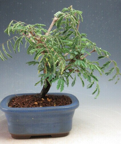 【写真撮影】2025/4/16 現在、落葉中です。（1/9現在） 新芽は4月頃出てきます。 ＊お届けする時期により商品の状態は異なります。 あらかじめご了承下さい。 ＊秋以降落葉する商品です。 ●サイズ 【開花時】 　約H15cm×W19c...