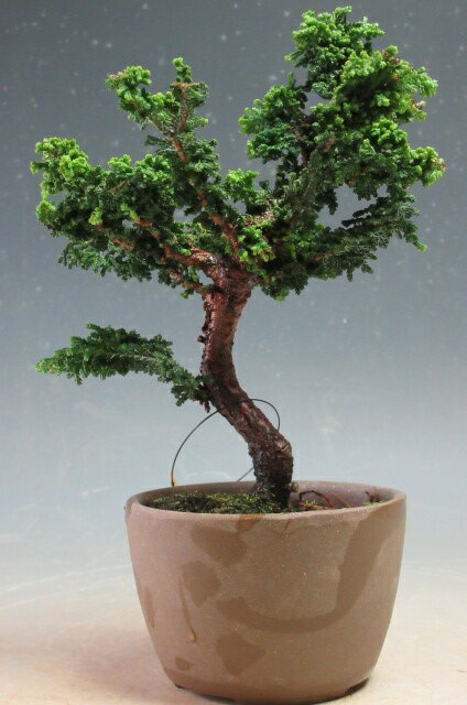 挿木6年生 【写真撮影】2025/7/23 ＊お届けする時期により商品の状態は掲載と異なる場合がございます。 ●商品に含まれるもの 　石化ヒノキ 　鉢（日本製） ●サイズ 【写真撮影時】 　約H17cm×W12cm×D12cm ＊鉢の大きさ...