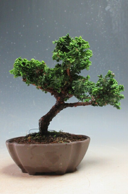 挿木6年生 【写真撮影】2025/7/23 ＊お届けする時期により商品の状態は掲載と異なる場合がございます。 ●商品に含まれるもの 　石化ヒノキ 　鉢（日本製） ●サイズ 【写真撮影時】 　約H14cm×W19cm×D16cm ＊鉢の大きさ...