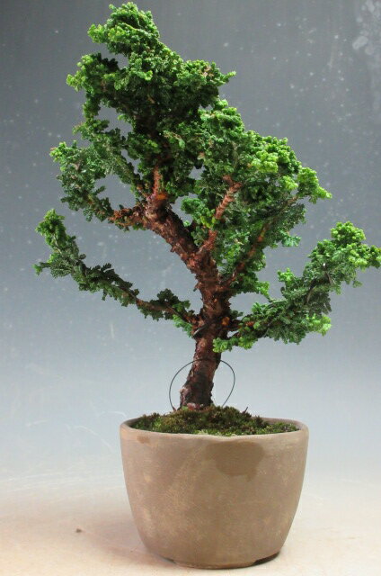 挿木7年生 【写真撮影】2025/7/24 ＊お届けする時期により商品の状態は掲載と異なる場合がございます。 ●商品に含まれるもの 　石化ヒノキ 　鉢（日本製） ●サイズ 【写真撮影時】 　約H18cm×W15cm×D12cm ＊鉢の大きさ...