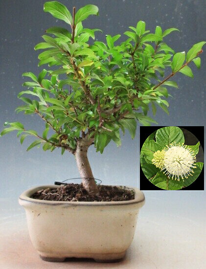 【写真撮影】2025/8/30 現在、葉が茂っております。(8/30現在） ＊この商品はお届けする時期により植物の状態が変わります。 あらかじめご了承下さい。 ●商品に含まれる物 タニワタリノキ 　鉢　陶器　 ●サイズ 【開花時】 約H20...